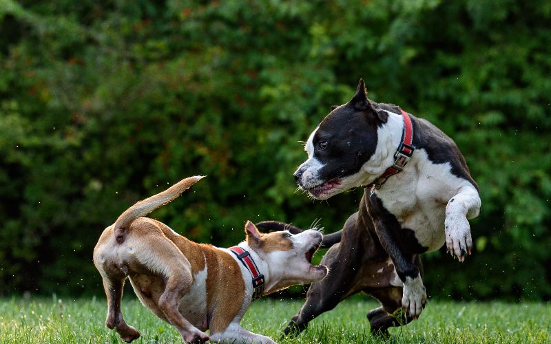 What Is Rage Syndrome In Dogs Off Leash K9 Training Miami What Is Rage Syndrome In Dogs Off Leash K9 Training Miami